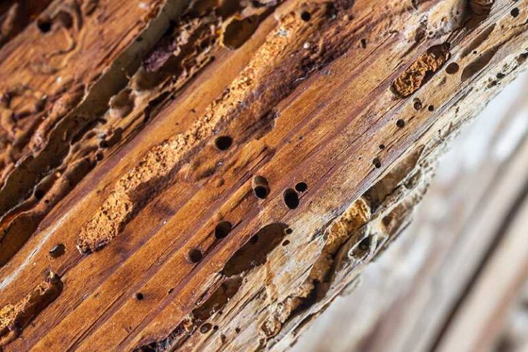 Enfermedades De La Madera - Almacén De Maderas Valencia MAJOFESA